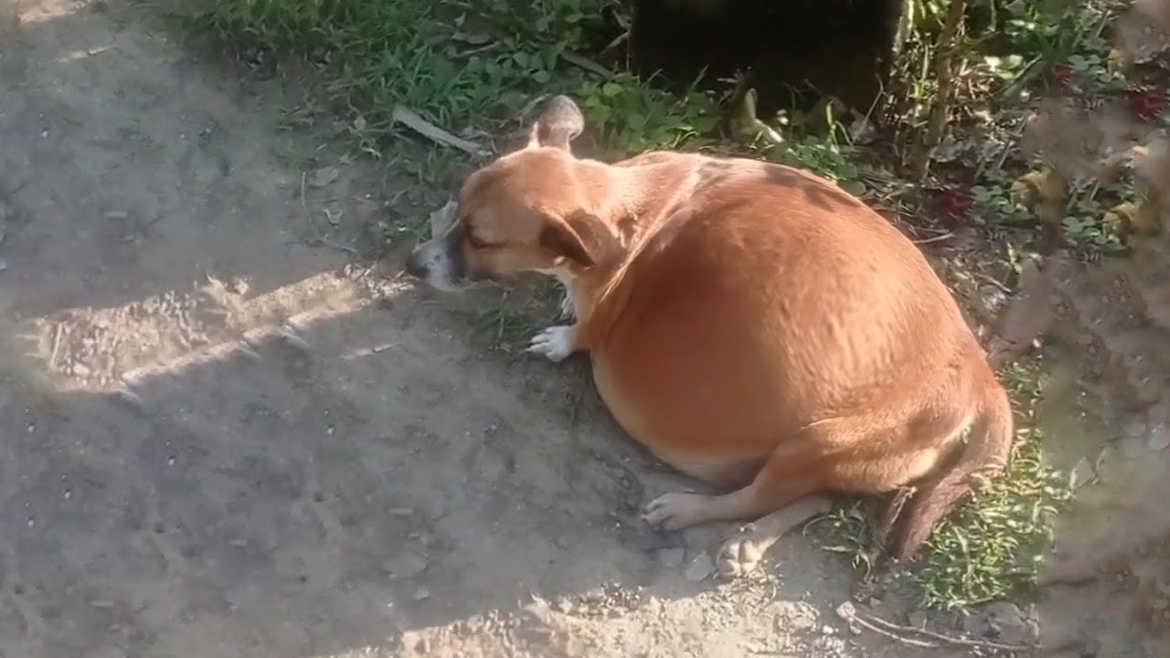 She Gradually Exhausted, Having Difficulty Breathing While Her Stomach ...