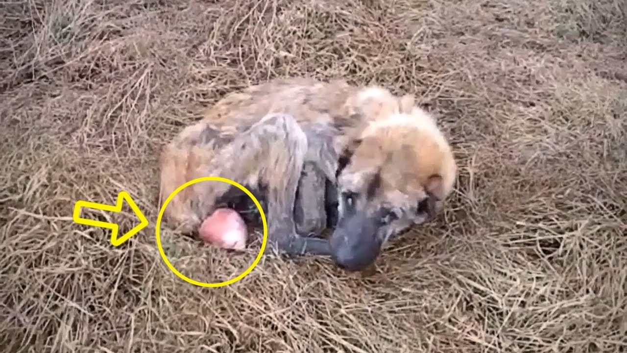 Used for breeding repeatedly until her uterus fell out, she was left ...